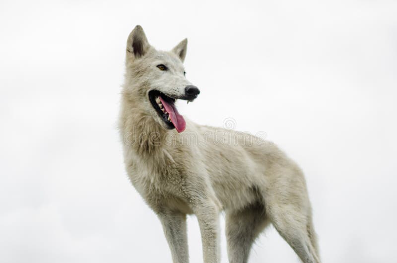 Northaid americano imagen de archivo. Imagen de americano - 43464781