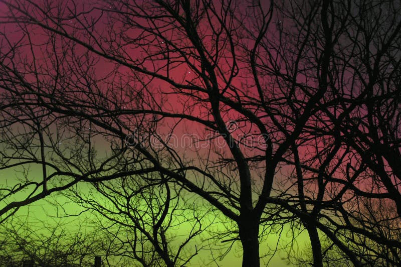 Northen Lights Behind Tree Silhouette Stock Image - Image of ...