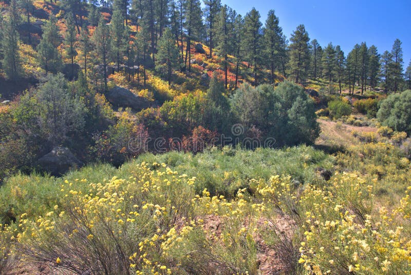 Northern Arizona landscape stock photo. Image of destinations - 201699710