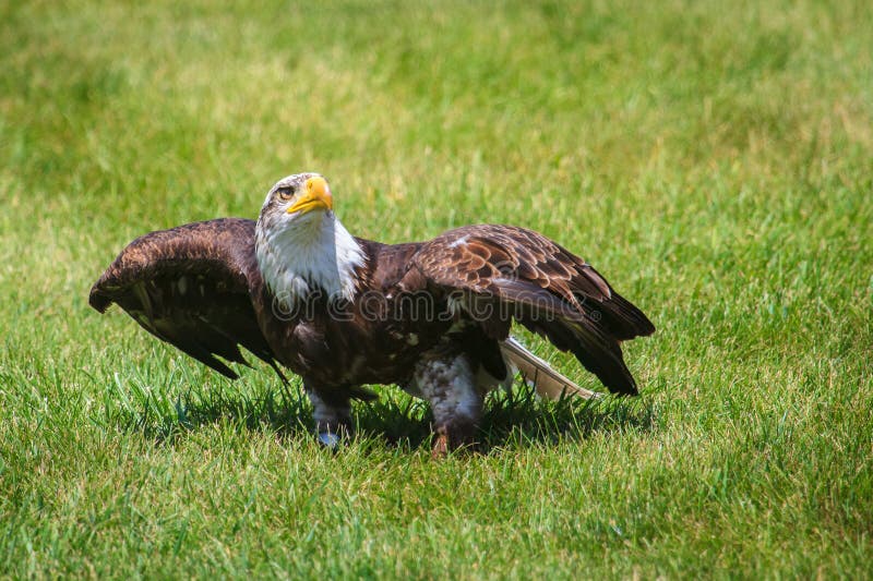 Northern bald eagle stock photo. Image of close, wildlife - 57553330