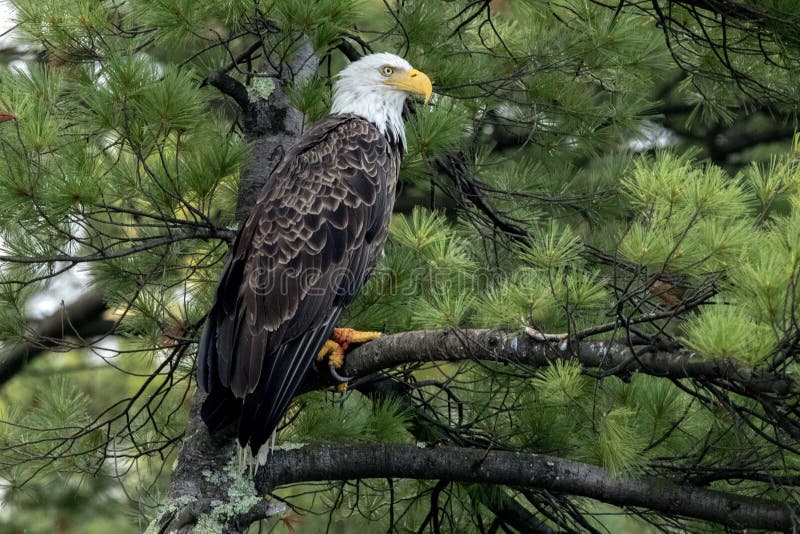 617 Northern Bald Eagle Stock Photos - Free & Royalty-Free Stock Photos ...