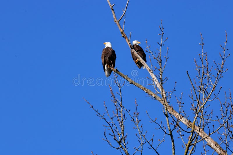 Northern Bald Eagle Pair stock photo. Image of partners - 242208286