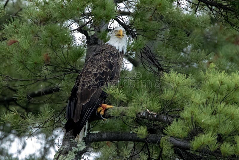 Northern Bald Eagle in Green Pine Stock Photo - Image of eagle, pine ... Northern Bald Eagle in Green Pine Stock Photo - Image of eagle, pine ...