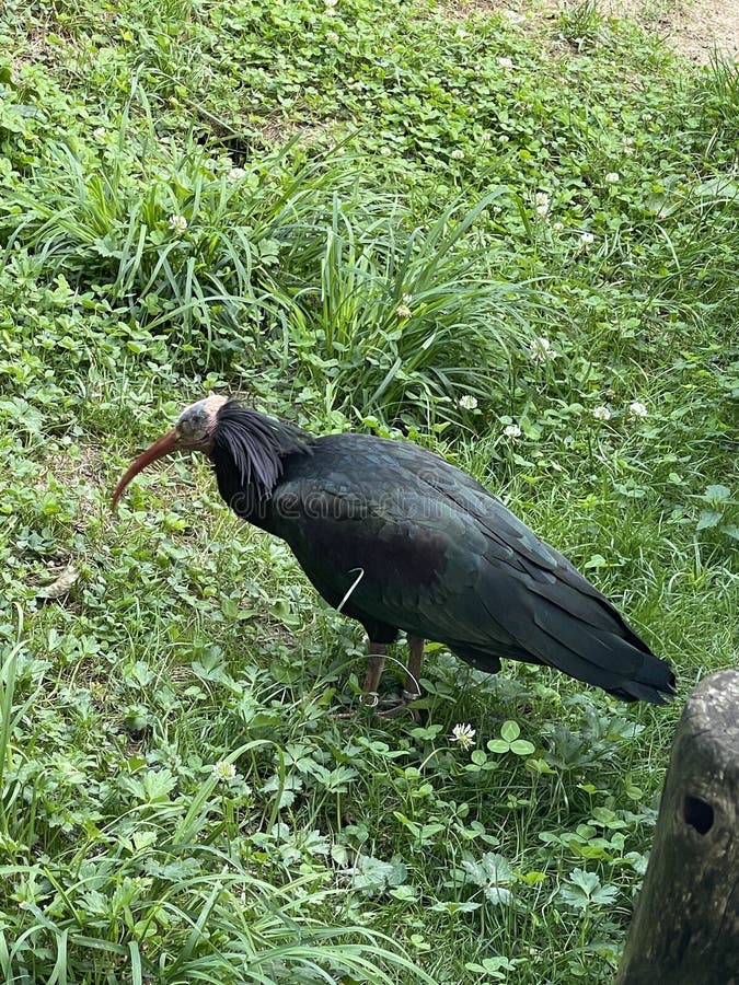 A Northern Bald Ibis Bird stock photo. Image of animal - 306706336