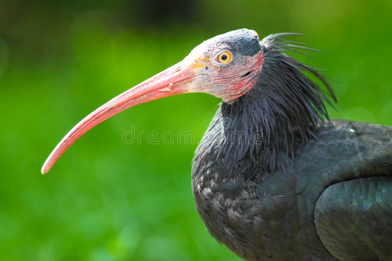 Northern bald ibis stock image. Image of breeding, bird - 32276211
