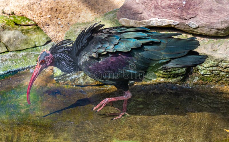 Northern Bald Ibis Geronticus Eremita. Wilhelma, Struttgart Stock Photo ...