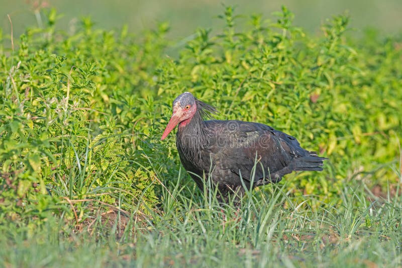 Northern Bald Ibis (Geronticus Eremita) Feeding in a Field in Birecik ...