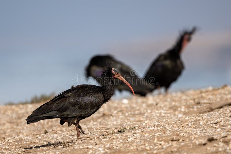 Northern Bald Ibis, Geronticus Eremita, Souss-Massa National Park ...