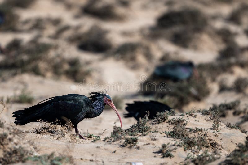 Northern Bald Ibis, Geronticus Eremita, Souss-Massa National Park ...