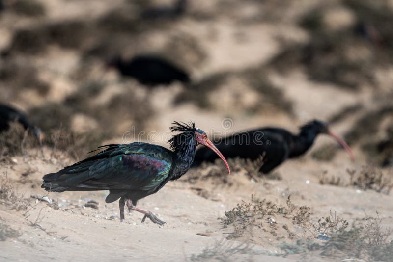 Northern Bald Ibis, Geronticus Eremita, Souss-Massa National Park ...