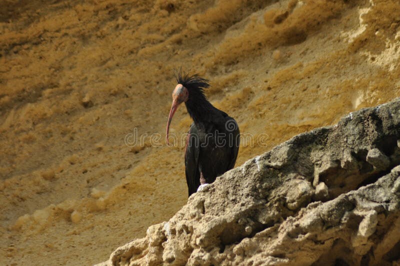 Northern Bald Ibis, Ibis Eremita, Sitting on a Rock in a Breeding ...