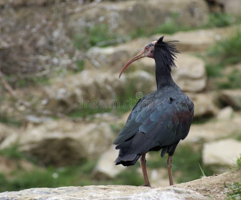 Northern Bald Ibis in Natural Back Stock Image - Image of dark, spring ...