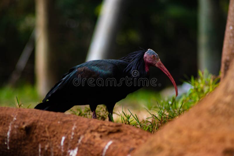 Northern bald ibis stock image. Image of wild, flower - 269603849