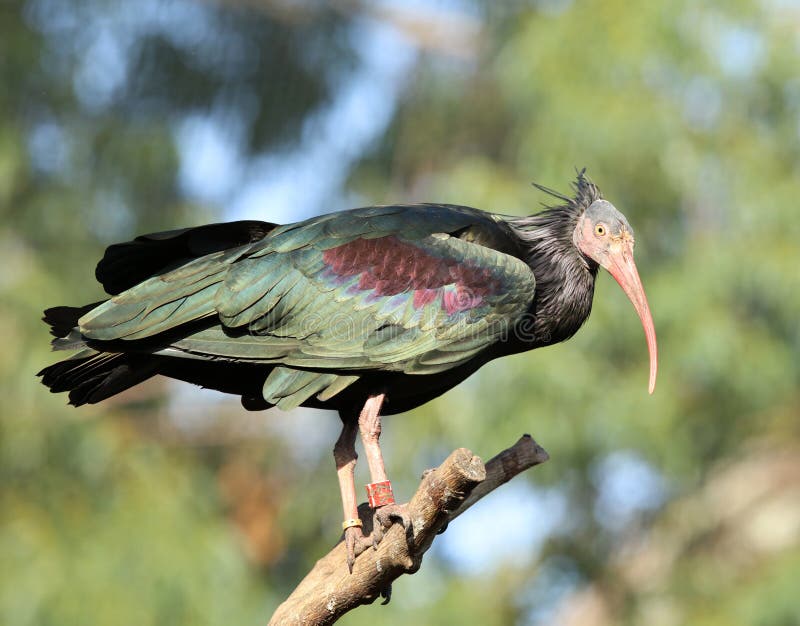 Northern Ibis Sitting On The Branch. Bald Ibis Geronticus Eremita ...