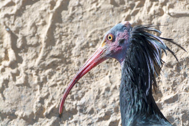 Northern Bald or Waldrapp Ibis the Endangered Species Stock Image ...