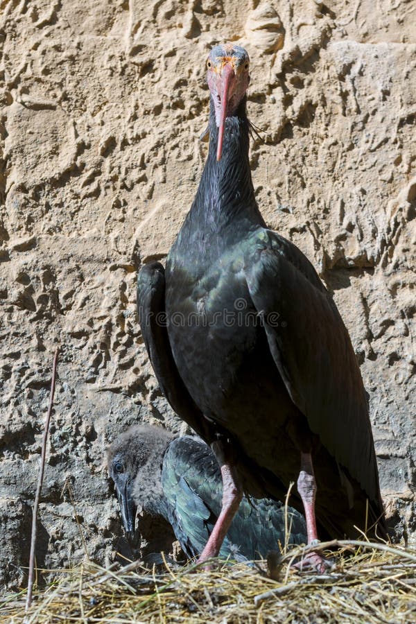 Northern Bald or Waldrapp Ibis Nestling and Parent Stock Image - Image ...