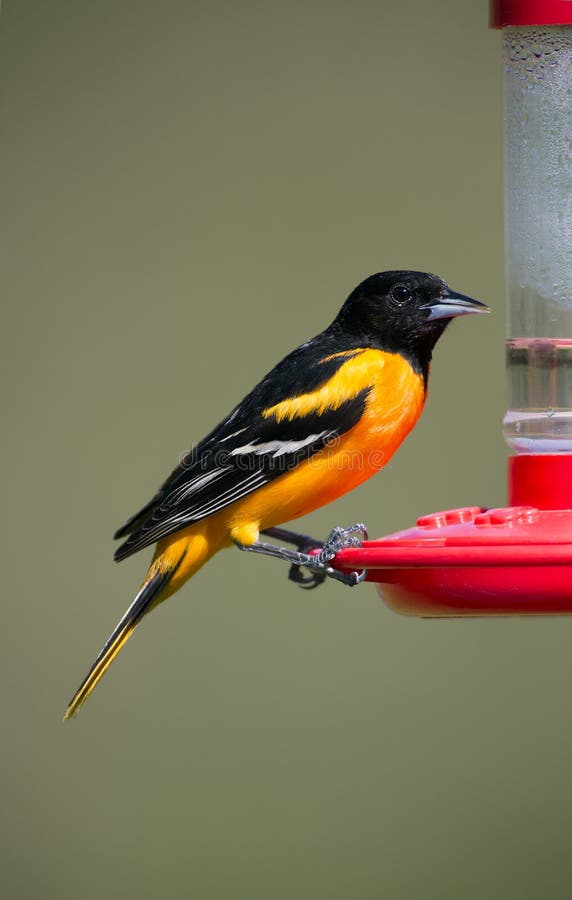 Northern Baltimore Oriole stock photo. Image of garden - 3668286