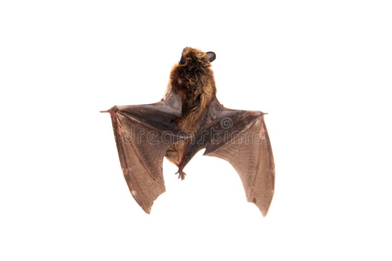 Flying Vampire Bat Isolated on White Background Stock Image - Image of ...