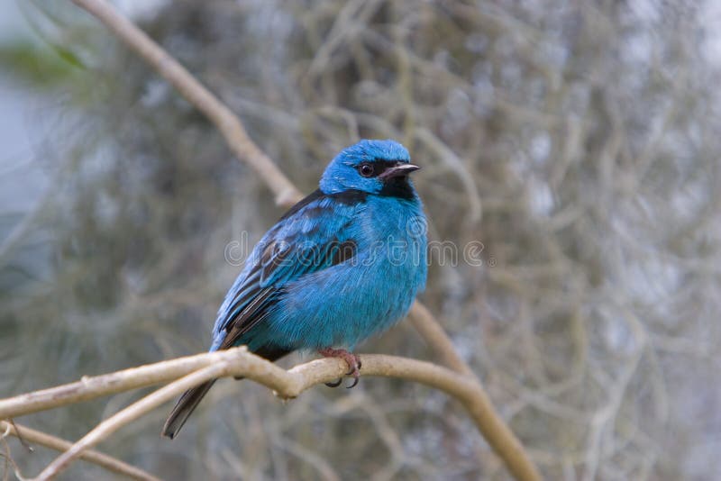 Northern Blue Dacnis (tanager) Stock Image - Image of black, beautiful ...
