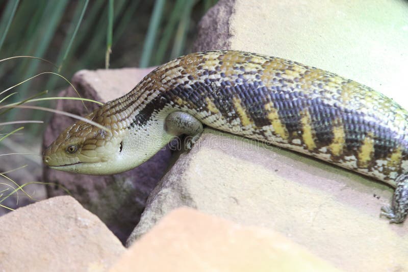 Northern Blue Tongued Skink Stock Photos - Free & Royalty-Free Stock ...