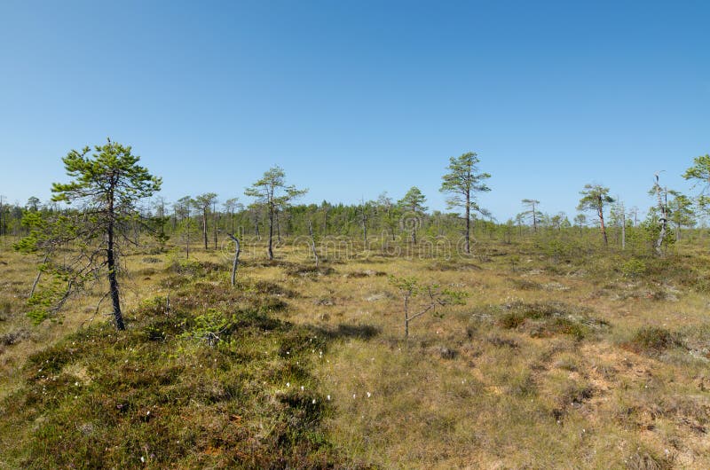 Northern bog stock photo. Image of landscape, pine, northern - 41730538
