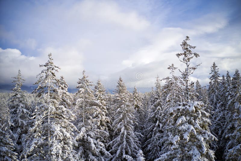Northern Boreal Forest with Snow Stock Image - Image of southeast ...