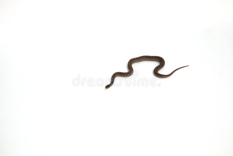 Northern Brown Snake stock image. Image of animal, garden - 40750029