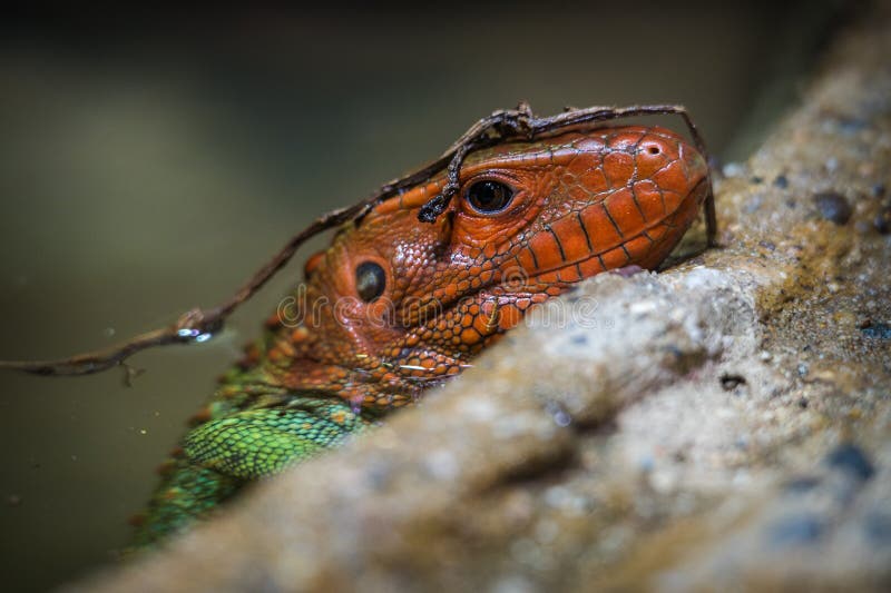 Northern Caiman Lizard Portrait in Park Stock Image - Image of ...