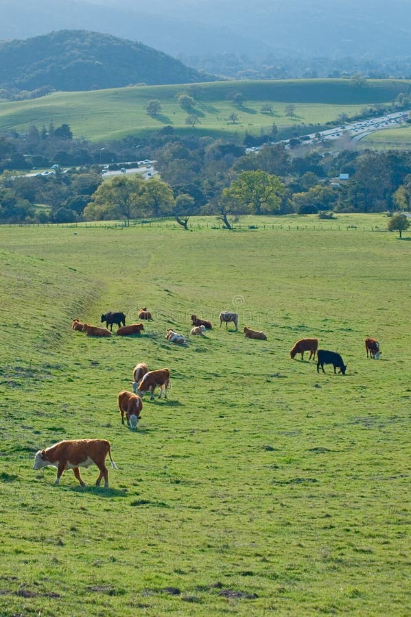 Northern California Spring Landscape Stock Image - Image of spring ...
