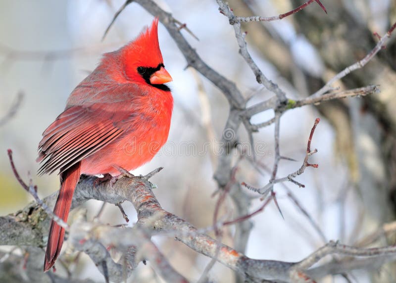 Northern Cardinal stock image. Image of birding, feather - 12750873