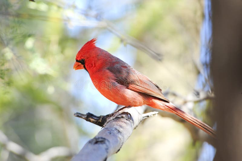 Northern Cardinal stock photo. Image of avian, branches - 770242