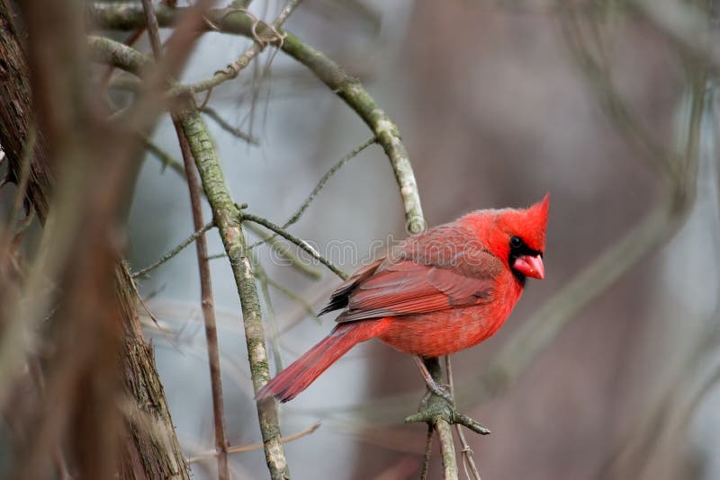 Northern Cardinal stock photo. Image of avian, branches - 770242