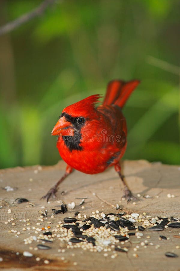 Northern Cardinal Isolated stock image. Image of animal - 12554155