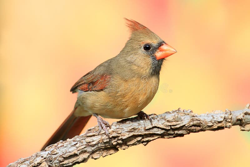 Northern Cardinal stock photo. Image of cardinal, nature - 16645178