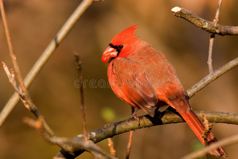 Northern Cardinal stock photo. Image of avian, branches - 770242