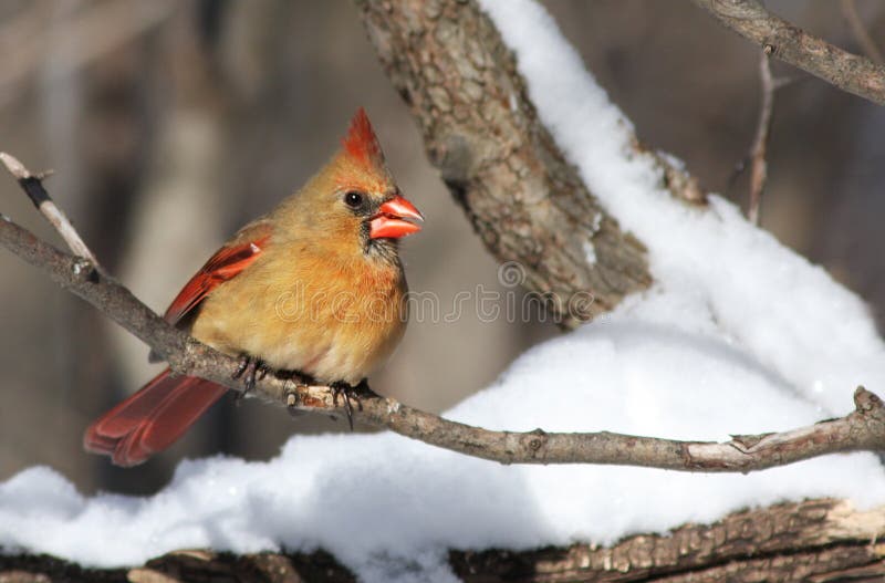 Female northern cardinal stock image. Image of black - 22450575