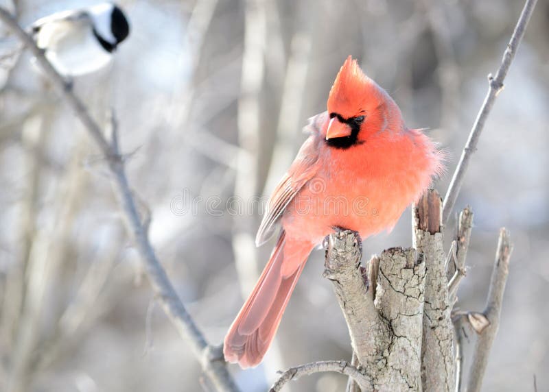 Northern Cardinal stock image. Image of male, cardinal - 18205491