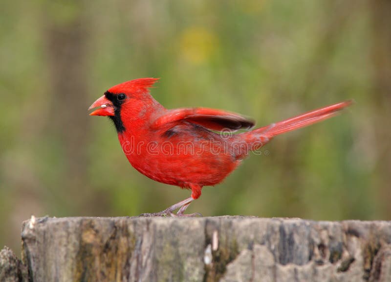 Northern Cardinal stock photo. Image of ornithological - 18581696