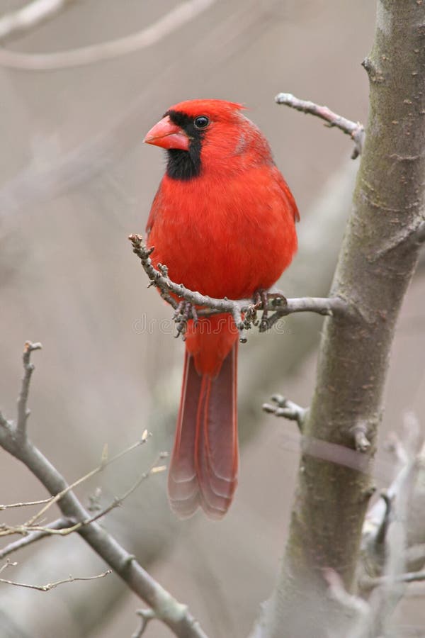 Northern Cardinal stock photo. Image of male, ornithological - 19092968