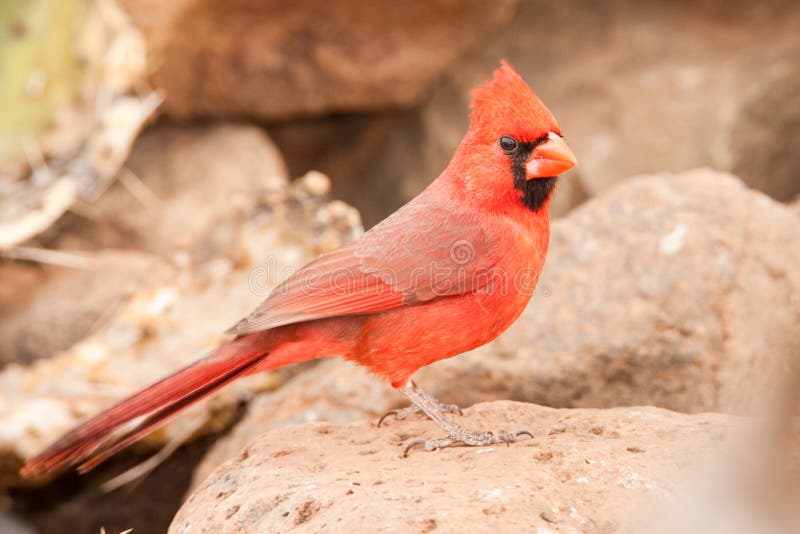 Northern Cardinal stock image. Image of looking, perch - 19278323