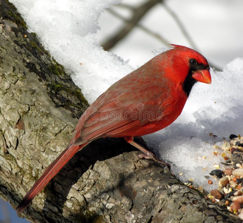 Cardinal 2 stock photo. Image of wildlife, cardinal, parks - 112944