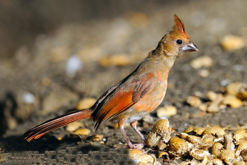 Juvenile Male Cardinal Stock Photos - Free & Royalty-Free Stock Photos ...