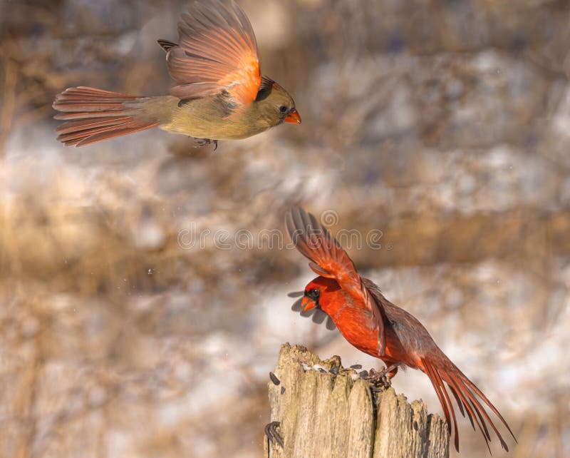 Female and Male Northern Cardinal: Red Birds Common Cardinal Stock ...