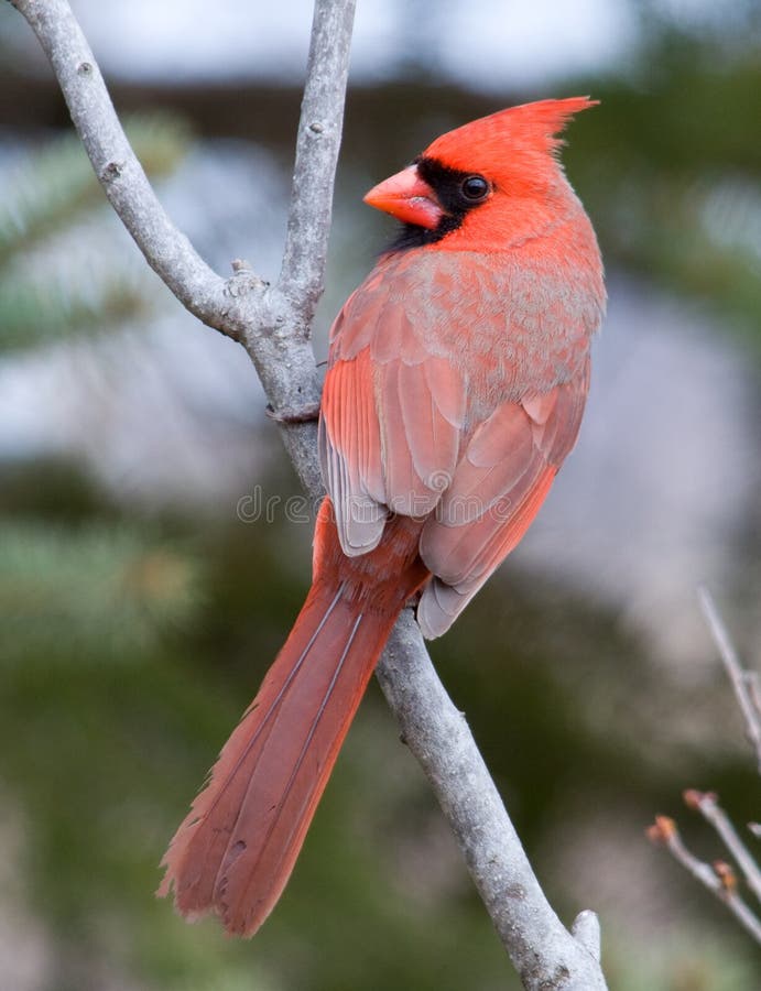 Northern Cardinal stock photo. Image of male, conservation - 17298548