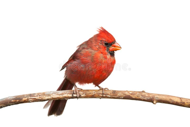 Fighting Cardinal and Tohee Stock Image - Image of aves, bright: 28884891