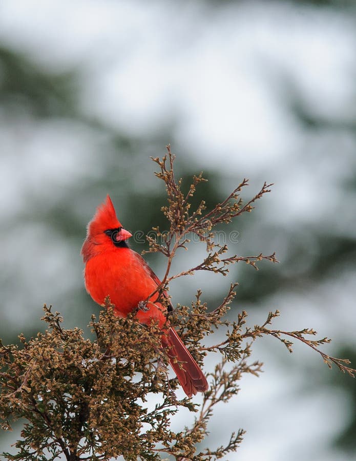 Northern Cardinal stock photo. Image of animal, cedar - 29684364