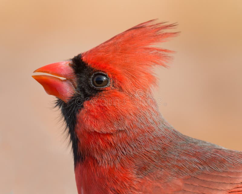 Northern Cardinal Isolated stock image. Image of animal - 12554155