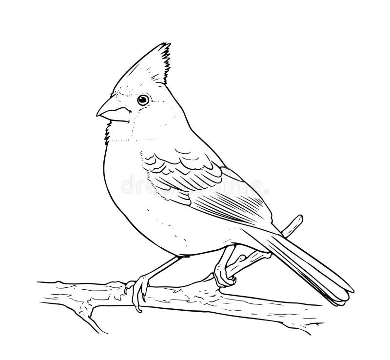 Northern Cardinal Outline – Detailed Vector Bird Illustration Stock ...