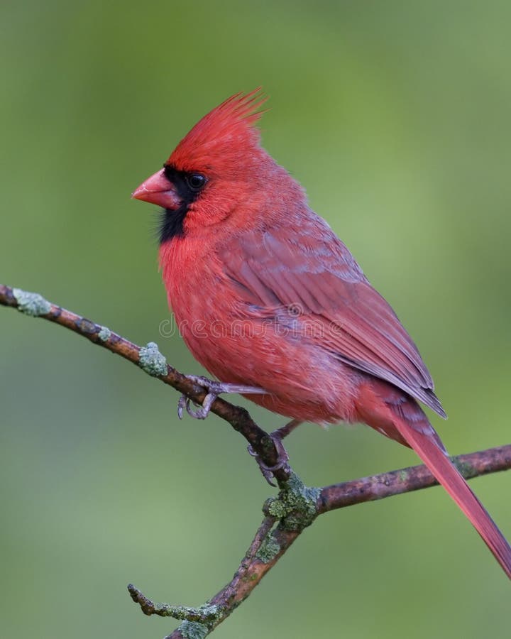 Bald Eagle stock photo. Image of forest, claws, tree, strength - 7637452