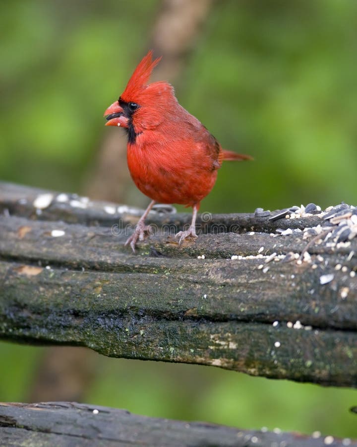 Northern Cardinal stock photo. Image of avian, branches - 770242